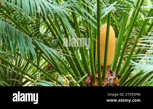 Cycas circinalis cycadaceae fern Stock Videos & Footage - HD and 4K ...
