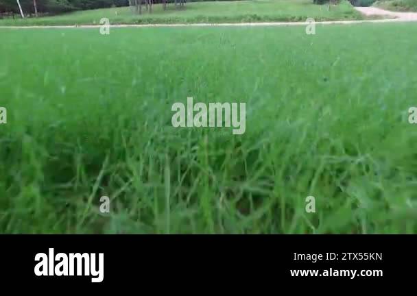 Grass foot Stock Videos & Footage - HD and 4K Video Clips - Alamy
