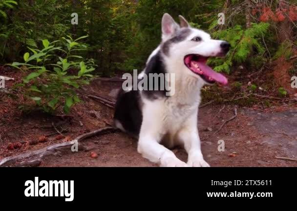 Alaskan Husky dog is changing positions while laying down on a rock in ...