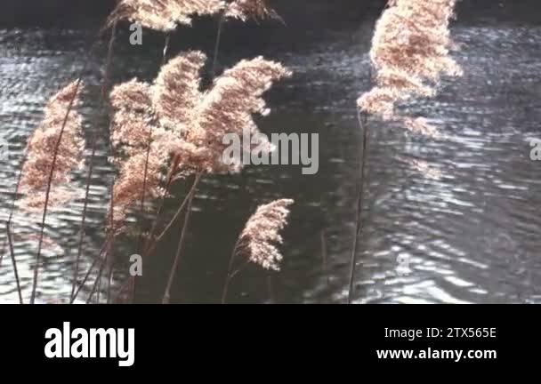 Dry brown reed pond Stock Videos & Footage - HD and 4K Video Clips - Alamy