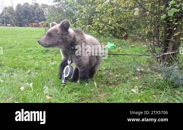 Little bear on a tree Stock Videos & Footage - HD and 4K Video Clips ...