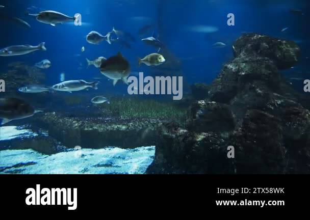 Beautiful fish oceanarium, deep underwater world panoramic view ...