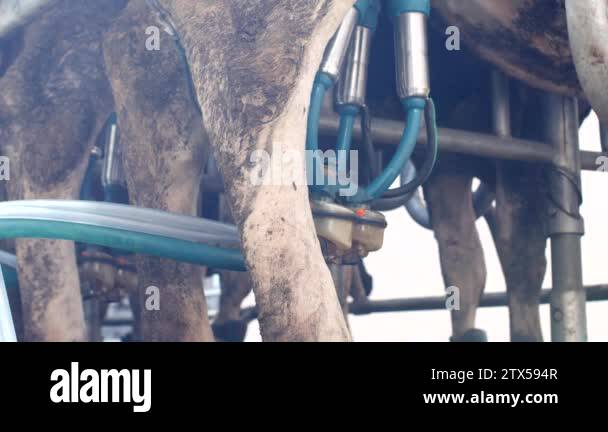 The process of milk milking from a cow on a farm using modern equipment ...