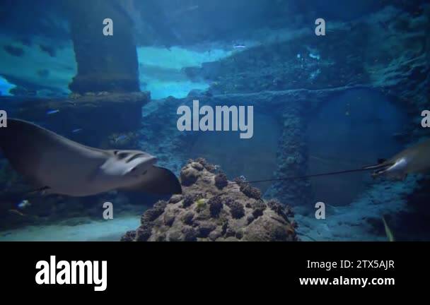 oceanic creatures, aquarium with tropical fish and stingrays swimming ...