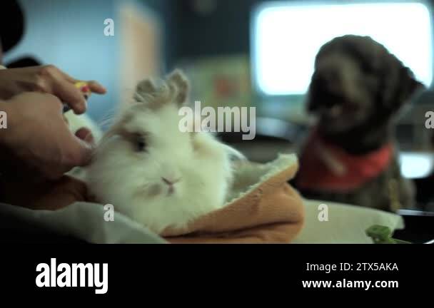 Pets scenes Stock Videos & Footage - HD and 4K Video Clips - Alamy