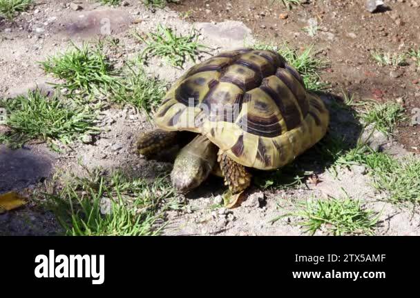 Eating stones Stock Videos & Footage - HD and 4K Video Clips - Alamy