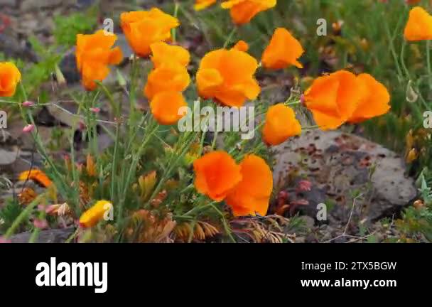 Native oregon wildflowers Stock Videos & Footage - HD and 4K Video ...