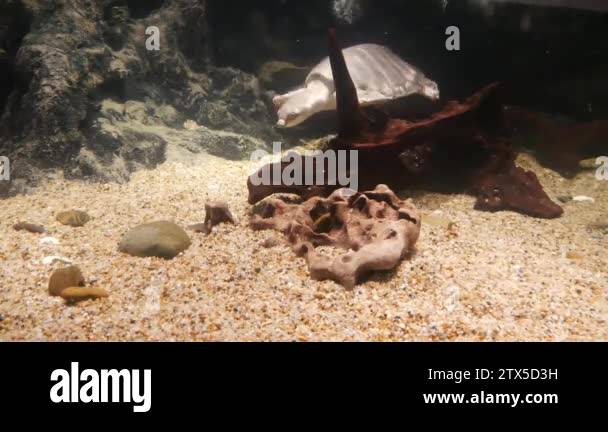 Soft shelled turtle Stock Videos & Footage - HD and 4K Video Clips - Alamy