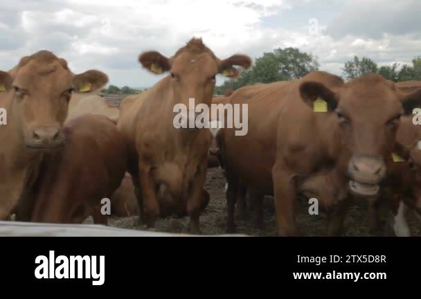 Dairy cows in a farm. Modern farm cowshed with milking cows. Cow in a ...