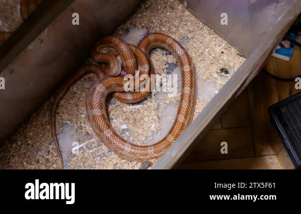 Corn snake Stock Videos & Footage - HD and 4K Video Clips - Alamy