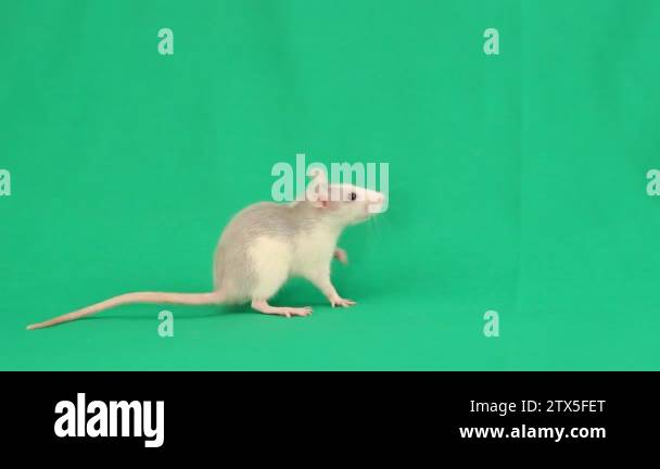 Funny little Stock Videos & Footage - HD and 4K Video Clips - Alamy
