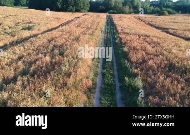 Pea straw Stock Videos & Footage - HD and 4K Video Clips - Alamy