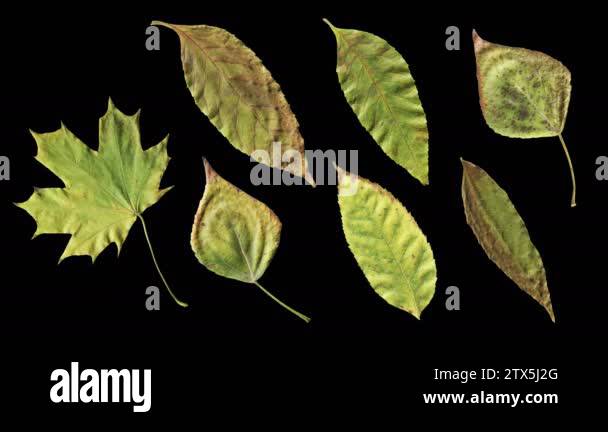 Timelapse of autumn leaves aging, beautiful natural animation, a set of ...