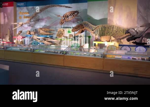 Science dinosaurs Stock Videos & Footage - HD and 4K Video Clips - Alamy