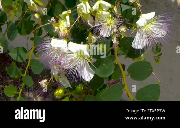 White caper Stock Videos & Footage - HD and 4K Video Clips - Alamy