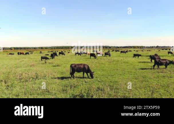 in meadow, on green grassy field, many brown and black pedigree ...