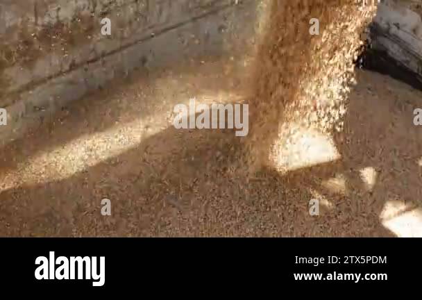 Rye feed Stock Videos & Footage - HD and 4K Video Clips - Alamy