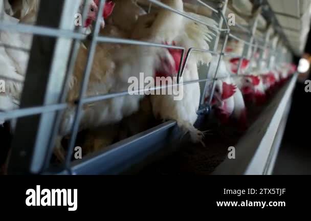 Poultry farm for breeding chickens and eggs, chickens pecking feed ...