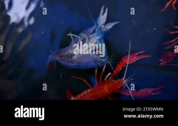 Lobster armor Stock Videos & Footage - HD and 4K Video Clips - Alamy