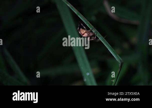 Morning dew, silence, peace, bliss.The spider spread out the morning ...