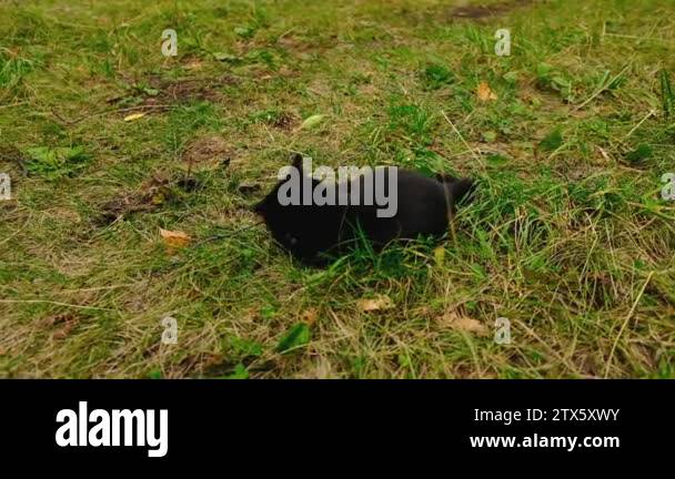 cat eats the wild mouse. The cat caught the prey and ate it. Cat the ...