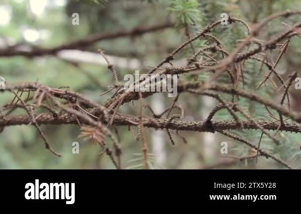 Fir tree branch, branch of a coniferous tree in the forest, close-up ...