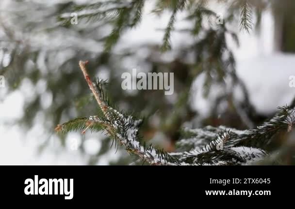 Winter crown Stock Videos & Footage - HD and 4K Video Clips - Alamy