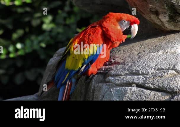 Red parrot Stock Videos & Footage - HD and 4K Video Clips - Alamy