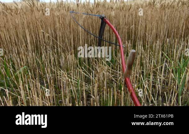 Scythe in field grain Stock Videos & Footage - HD and 4K Video Clips ...