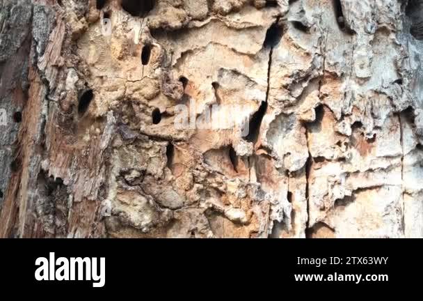 European Spruce Bark Beetles Holes On Old Spruce Stem Barkbeetle Tunnels And Tracks On Tree
