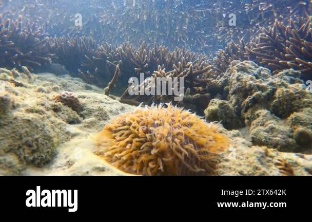 Coral reef emerges from the water at a reduced water level.during low ...