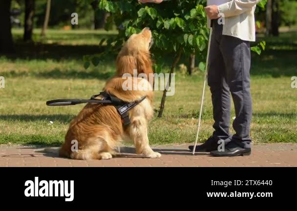 Blind people guide dog Stock Videos & Footage - HD and 4K Video Clips ...