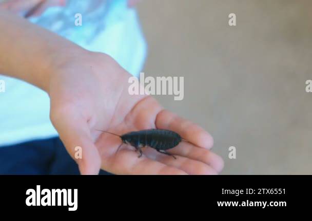 Boy holding a male of Gromphadorhina portentosa the hissing cockroach ...