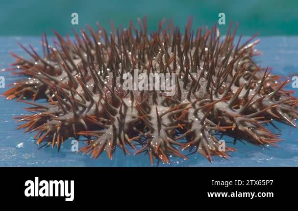 Close up crown of thorns Seastar. Sea star with big thorns caught from ...