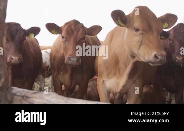 Dairy cows in a farm. Modern farm cowshed with milking cows. Cow in a ...