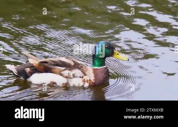 Slow movement of a wild duck Wild ducks living in a quiet summer lake ...