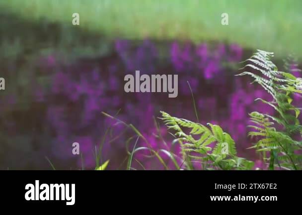 Pink reflecting in water Stock Videos & Footage - HD and 4K Video Clips ...