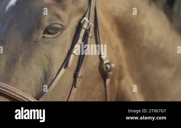 SLOW MOTION CLOSE UP: Detail od horse's head with bridle on. Beautiful ...
