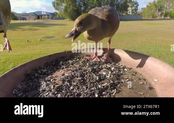 Australian native ducks Stock Videos & Footage - HD and 4K Video Clips ...