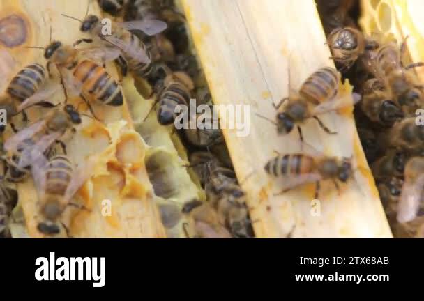 Bees build honeycombs and convert nectar into honey. closeup of bees on ...