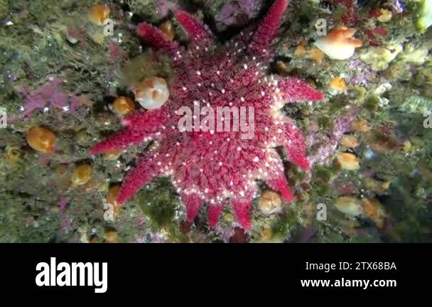 Giant red sea urchin Stock Videos & Footage - HD and 4K Video Clips - Alamy