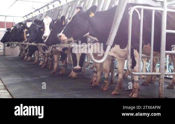 A herd of cows stands on milking on a new modern farm, milking cows ...