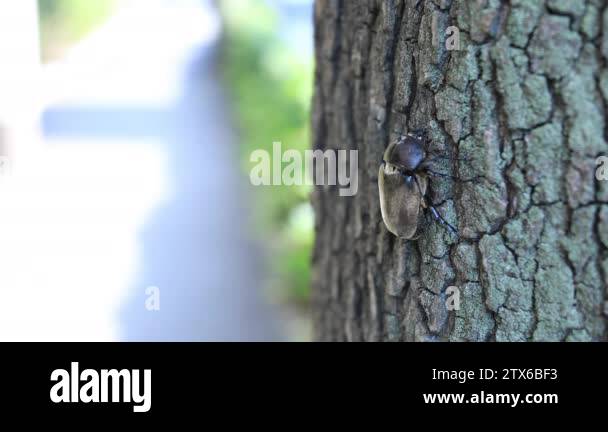 Female beetle tree near street Stock Videos & Footage - HD and 4K Video ...