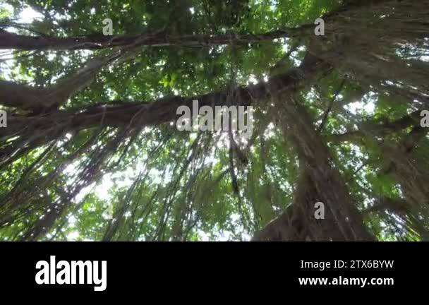 LOW ANGLE, CLOSE UP, LENS FLARE: Woody liana plants hanging from huge ...