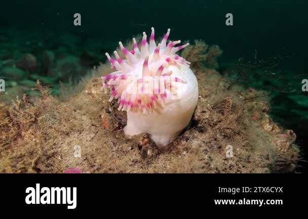 White Anemones of Actinia underwater on seabed of Barents Sea. Nature ...