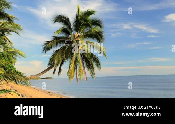 Beach cairns australia palm trees Stock Videos & Footage - HD and 4K ...