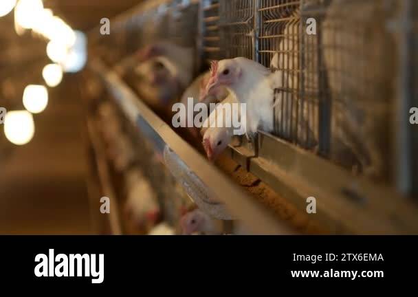 Poultry farm for broiler chickens breeding, young chickens sit in open ...