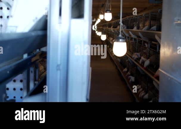Mixed animal farm Stock Videos & Footage - HD and 4K Video Clips - Alamy