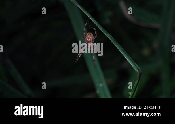 Morning dew, silence, peace, bliss.The spider spread out the morning ...
