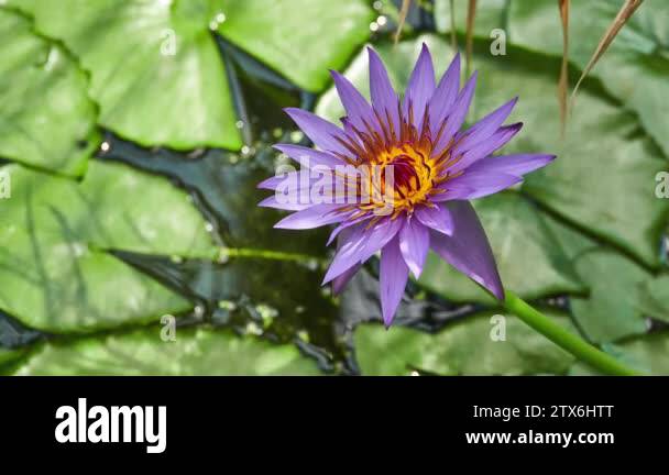 Native water lily Stock Videos & Footage - HD and 4K Video Clips - Alamy